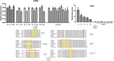 Frontiers | Clinical Study of 8 Cases of CHD2 Gene Mutation–Related Neurological Diseases and ...